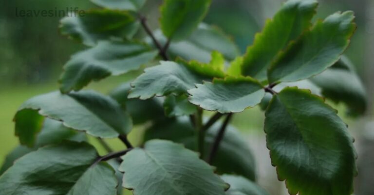 Leaf of Life: 7 Amazing Health Benefits & Care Tips