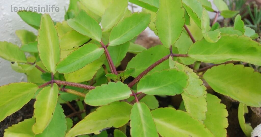 Leaf of Life: 7 Amazing Health Benefits & Care Tips
