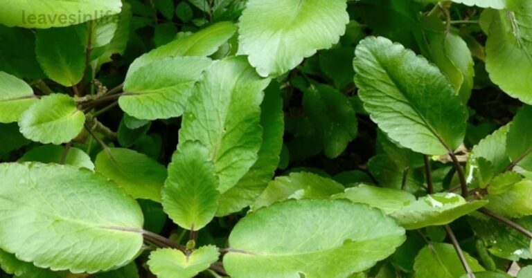 Leaf of Life: 7 Amazing Health Benefits & Care Tips