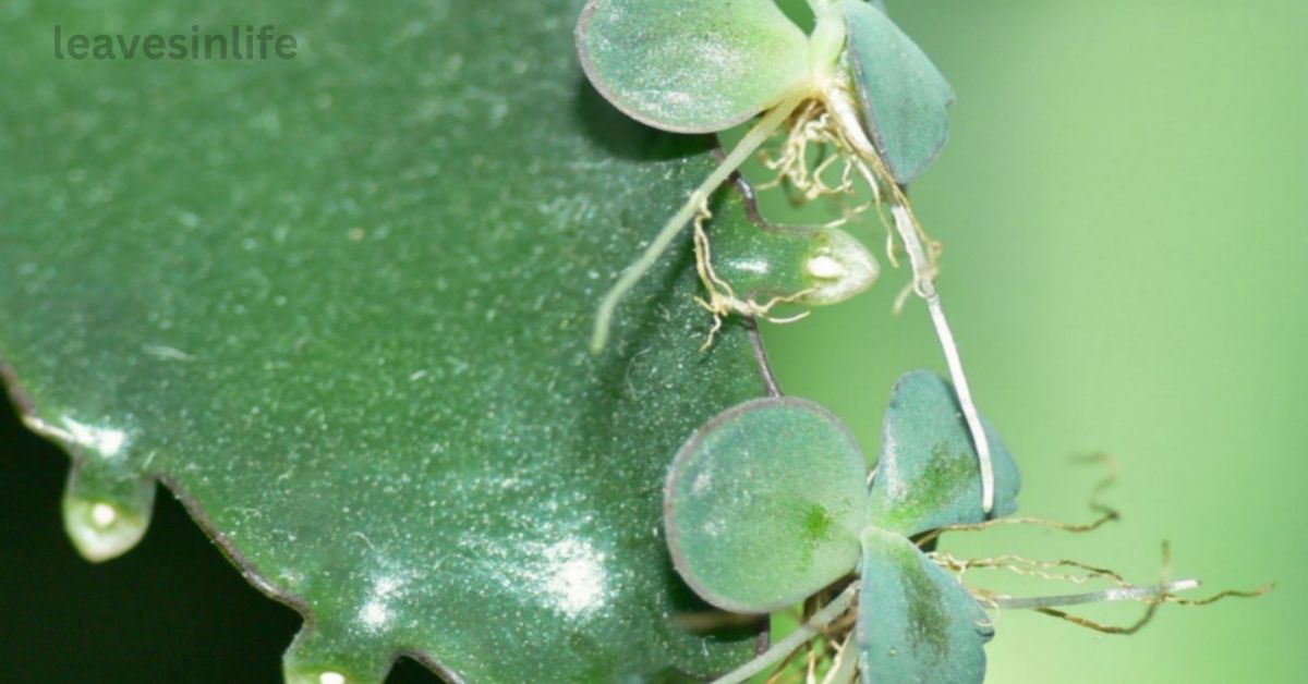 Leaf of Life: 7 Amazing Health Benefits & Care Tips